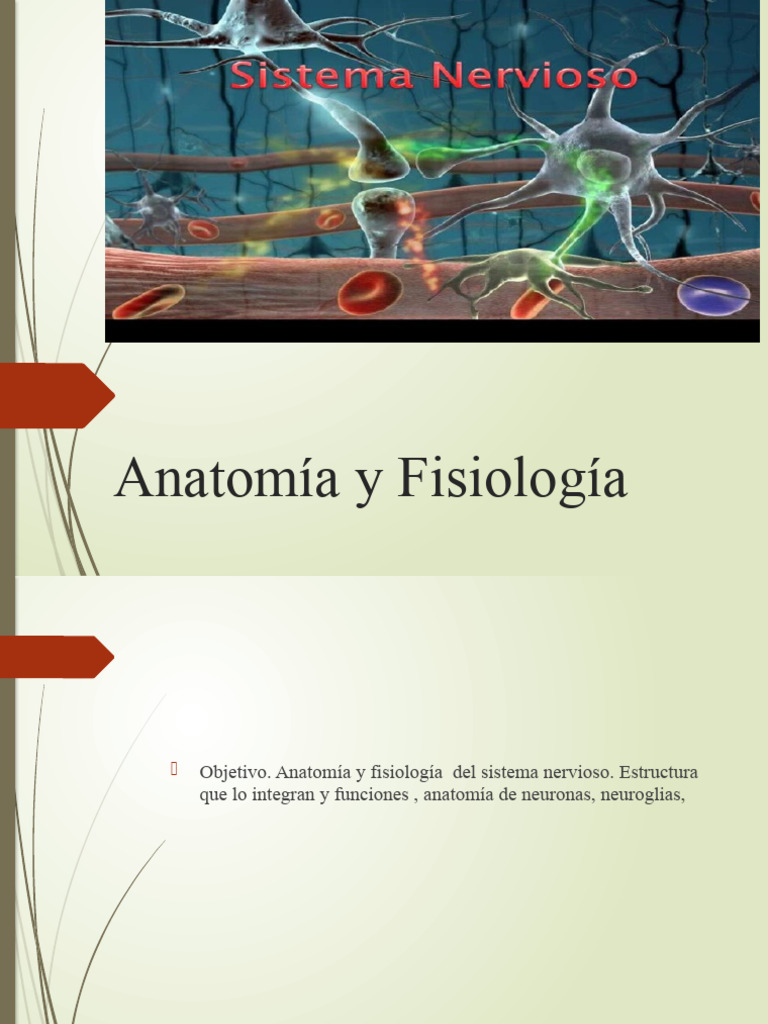 Generalidades Del SNC | PDF