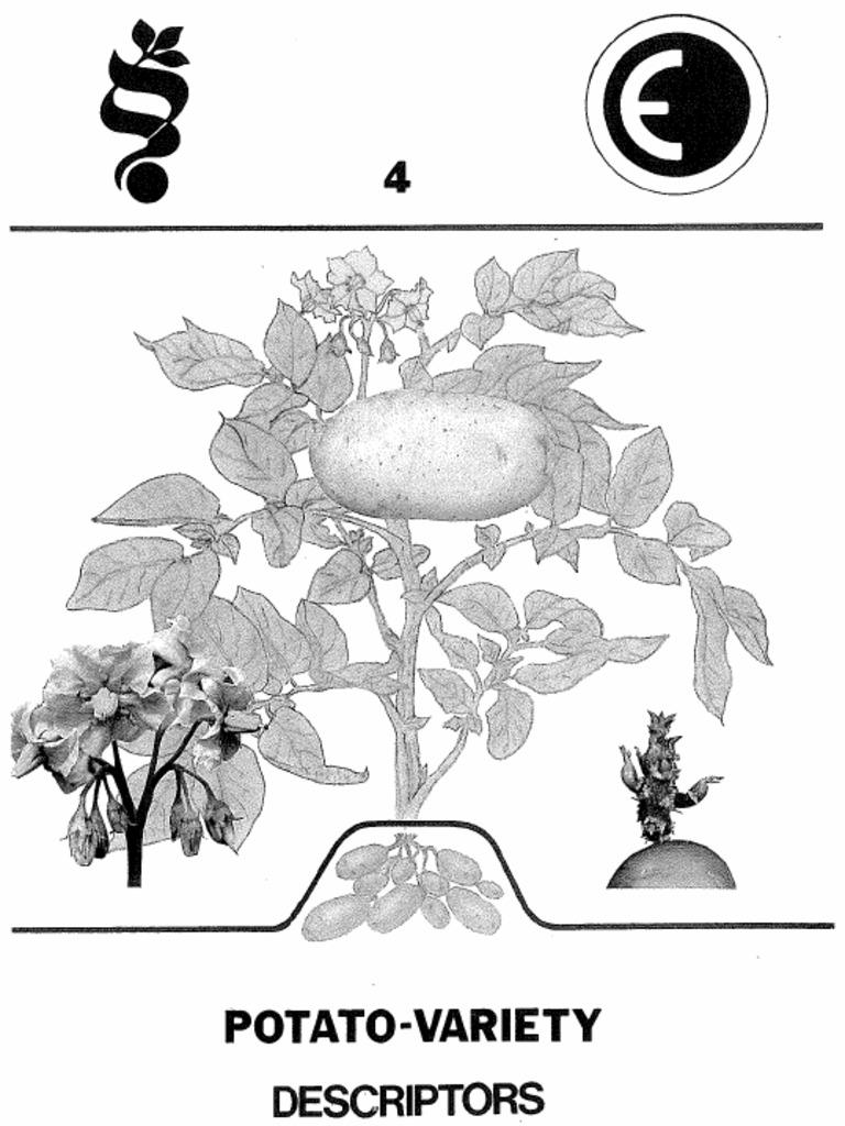 186 Potato-Variety Descriptors | PDF