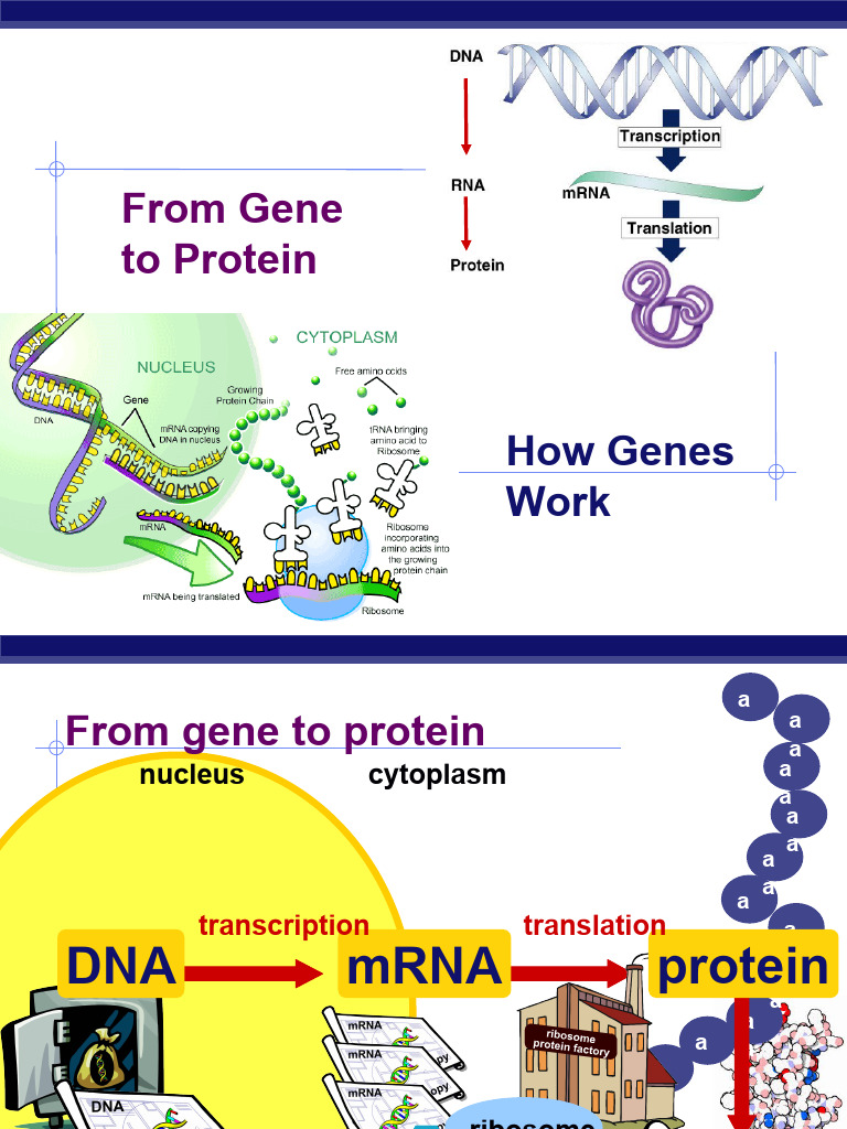 Translation | PDF | Translation (Biology) | Messenger Rna