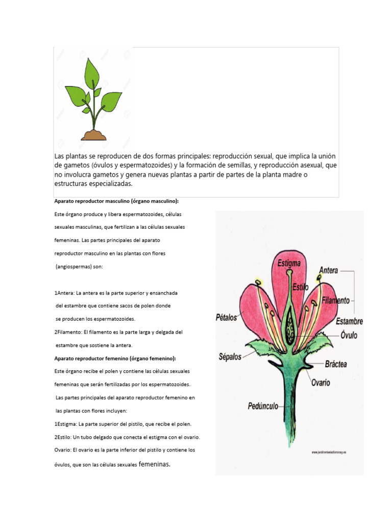 Las Plantas Se Reproducen de Dos Formas Principales | PDF
