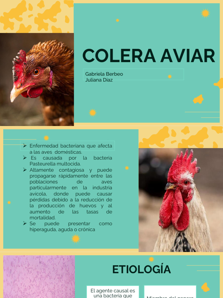 Enfermedades Bacterianas en Aves: Cólera Aviar | PDF