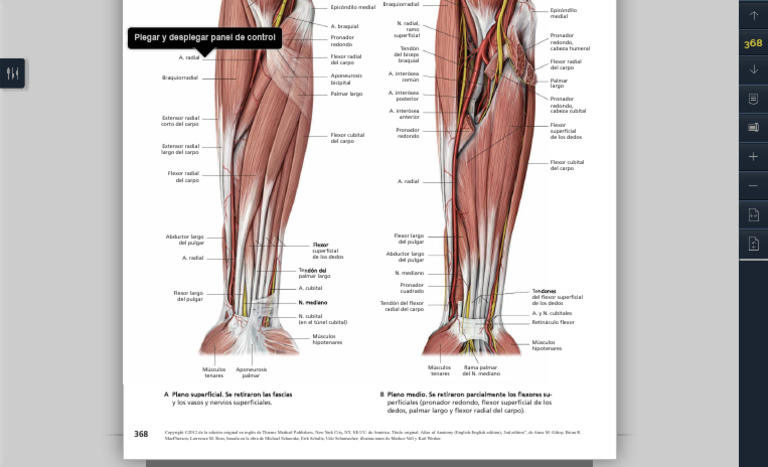 Prometheus. Atlas de Anatomía | PDF | Tejido suave | Anatomía humana
