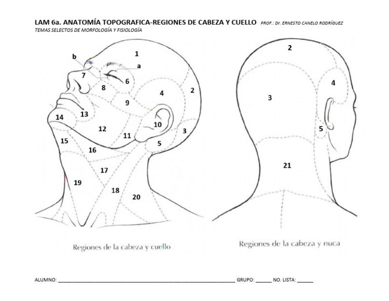 Lam 6A. Anatomía Topografica-Regiones de Cabeza Y Cuello | PDF