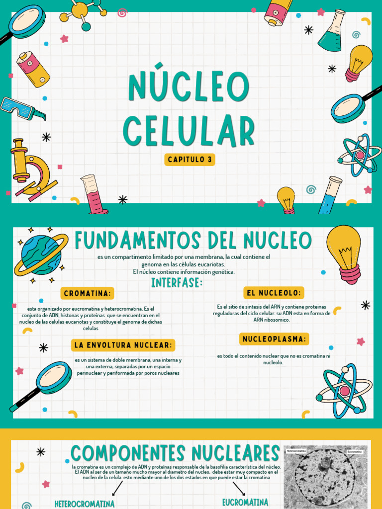 Nucleo Celular | PDF | Nucleo celular | Cromatina