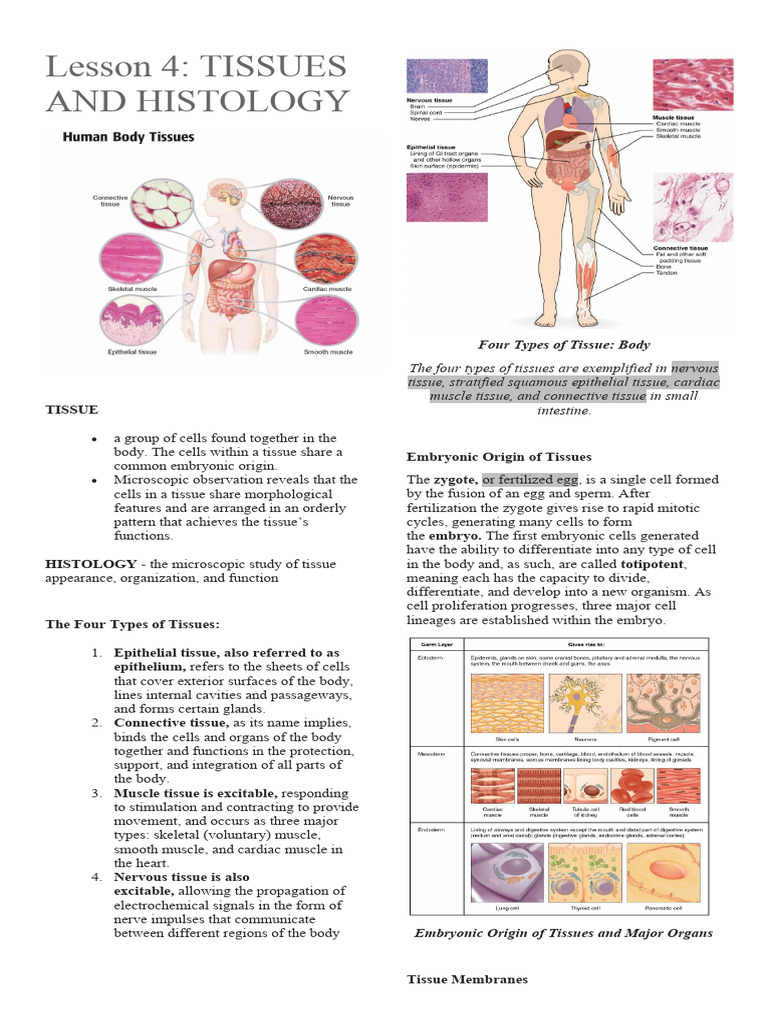 Lesson 4 | PDF | Epithelium | Connective Tissue