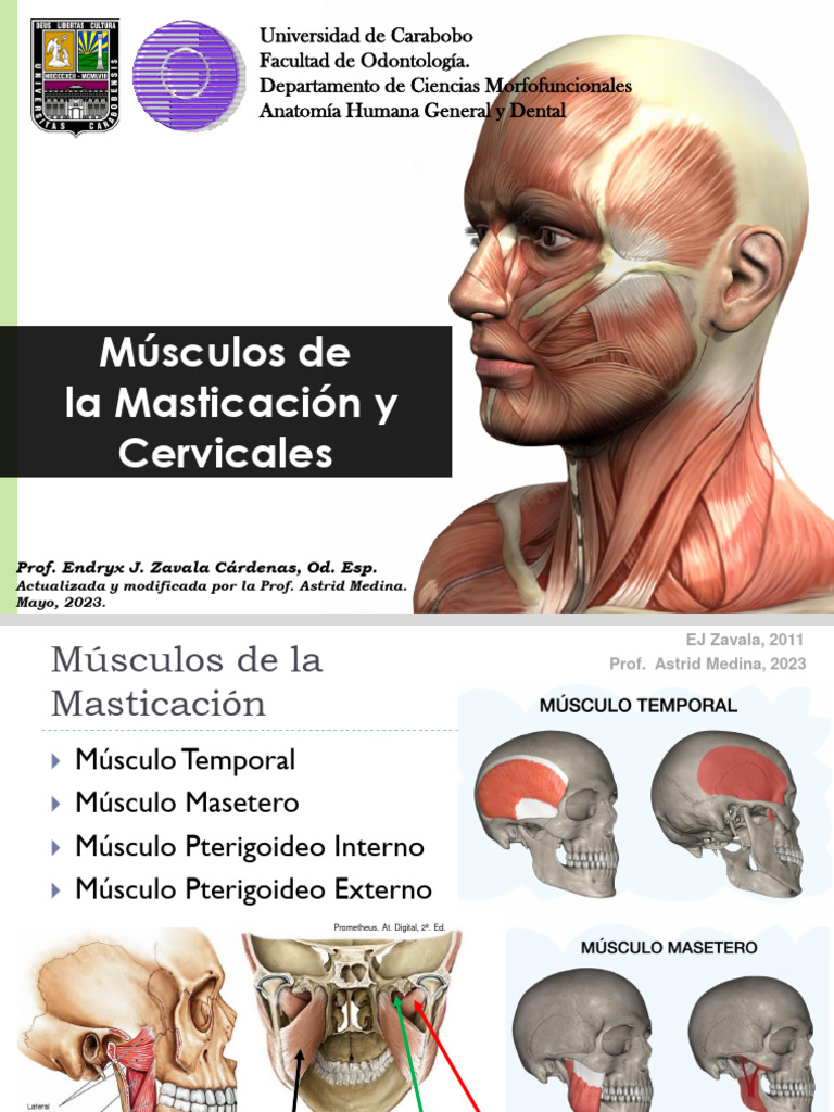 Músculos de La Masticación y Cervicales | PDF