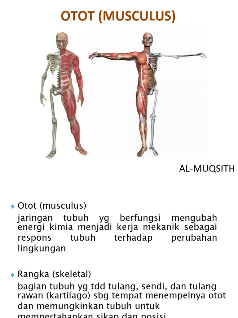 Struktur dan Fungsi Otot Manusia | PDF