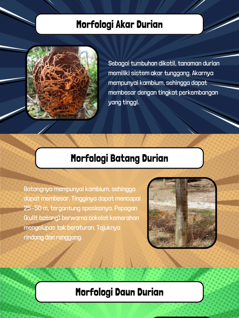 Morfologi Durian | PDF