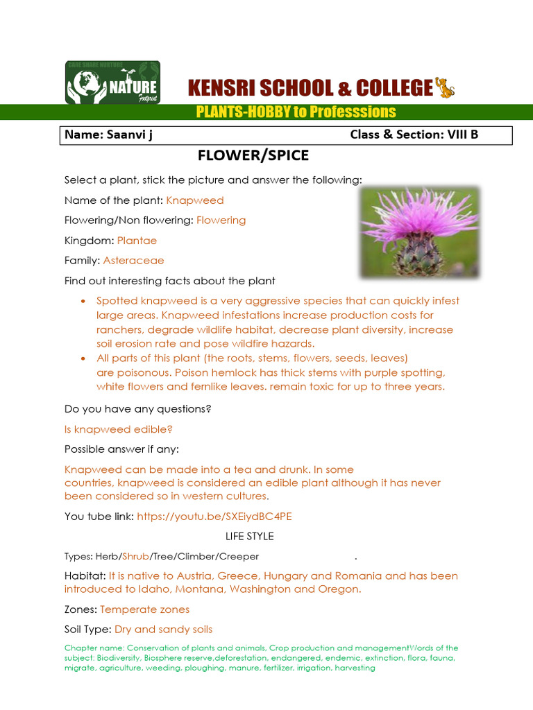 Flower Application Sheet - Knapweed | PDF | Biodiversity | Plants