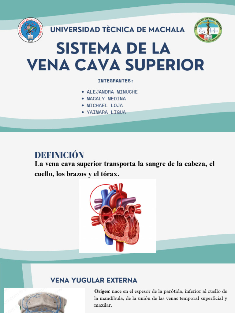 Sistema de La Vena Cava Superior | PDF