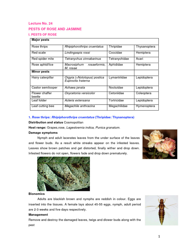 Lec030 - Rose & Jasmine | Download Free PDF | Lepidoptera | Insects