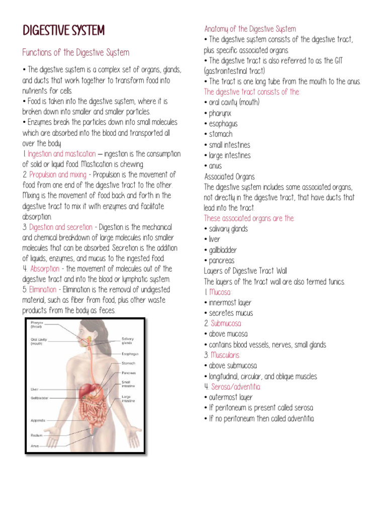 Anaphy Lec Finals Reviewer Pdf Stomach Human Digestive System 