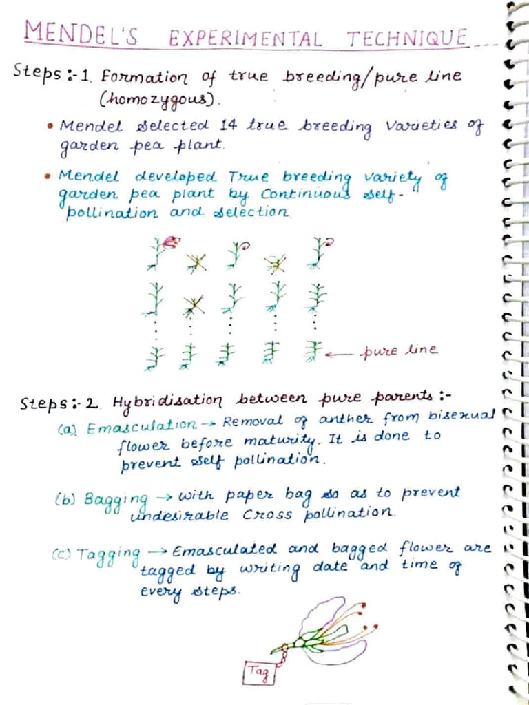 Genetics 1 0 Quick Pdf Allele Dominance Genetics