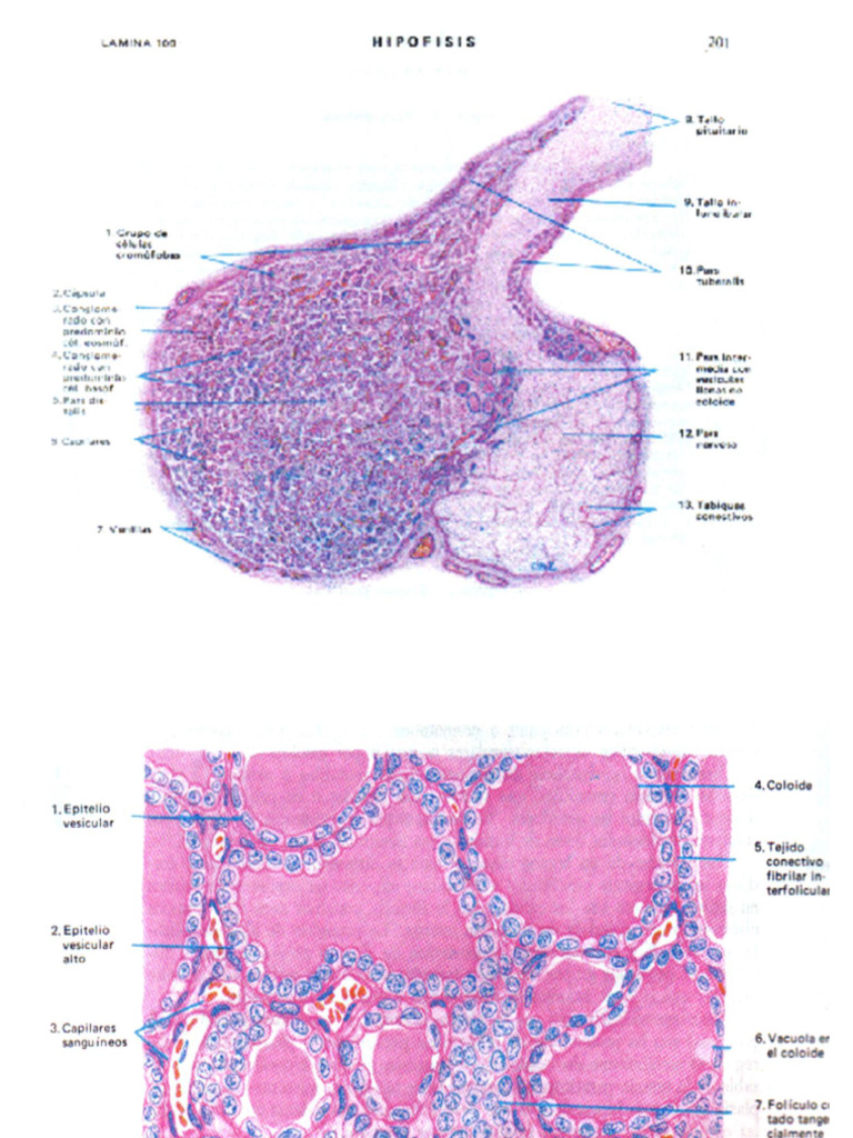 Histo II Parcial Con Referencias | PDF
