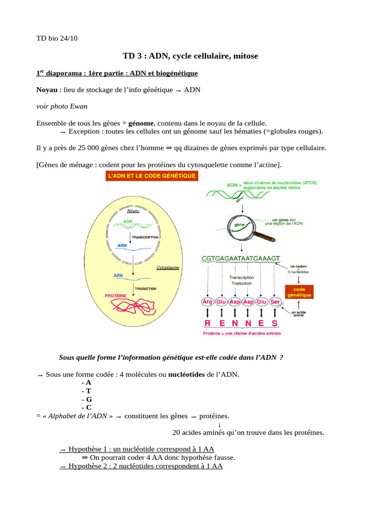 Td3 Adn Cycle Cellulaire Et Mitose Pdf