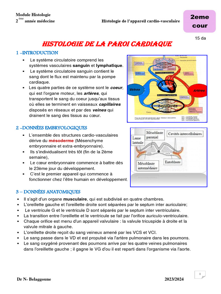 Cour 02 Histologie de La Paroi Cardiaque | PDF