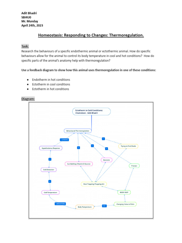 Homeostasis - Responding To Changes - Thermoregulation - Adit Bhadri ...