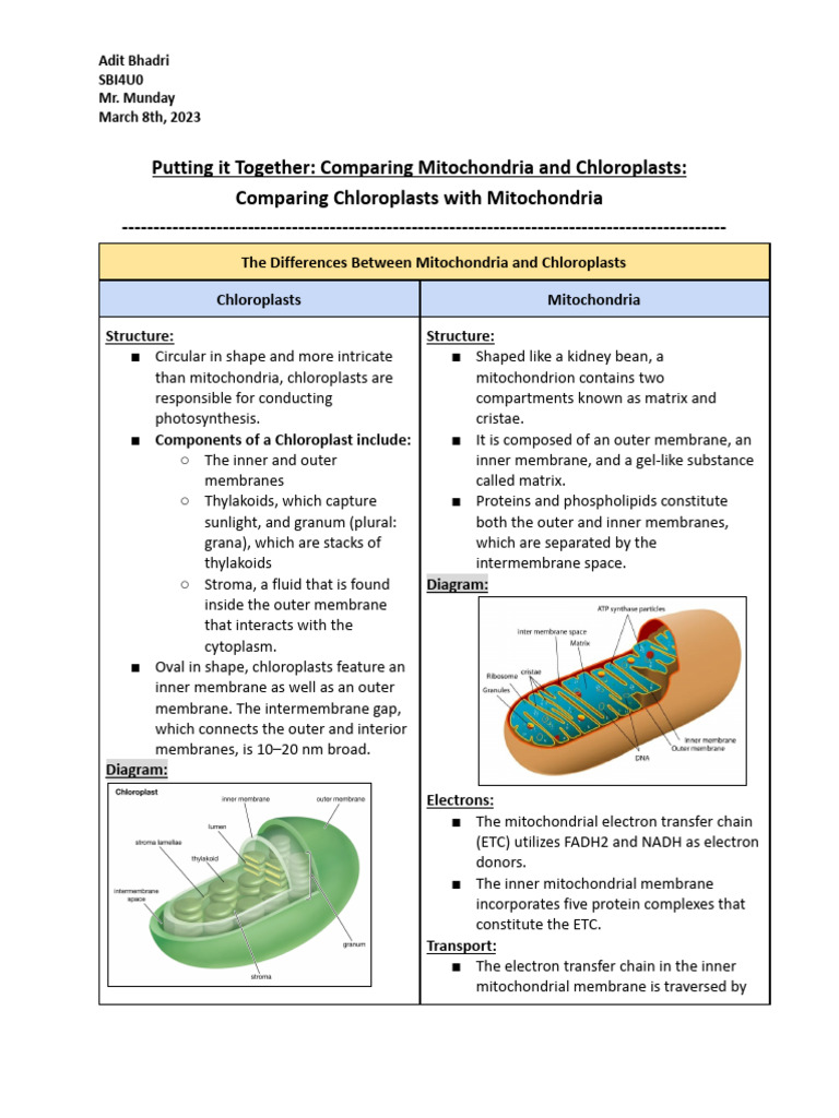 Putting It Together - Comparing Chloroplasts With Mitochondria | PDF