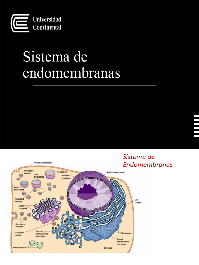 Continental Clase 6 Sistemas Endomembranas PAR1 | PDF | Retículo ...