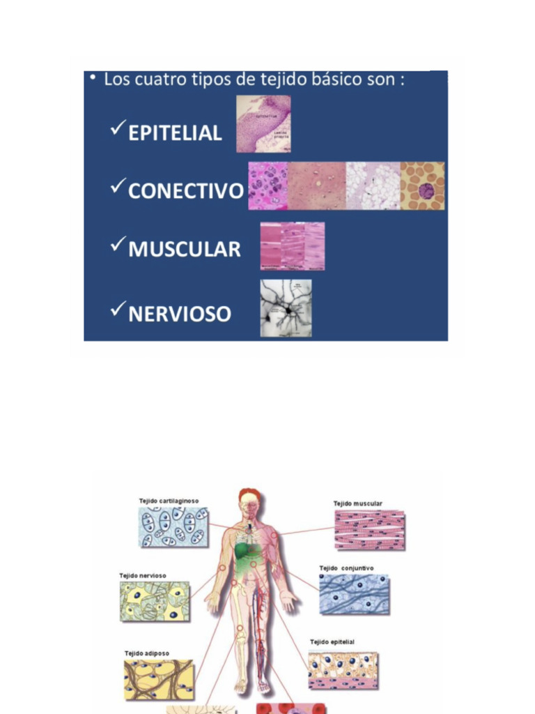 Rep. Histol - Epit-Conj.-23-2 | PDF