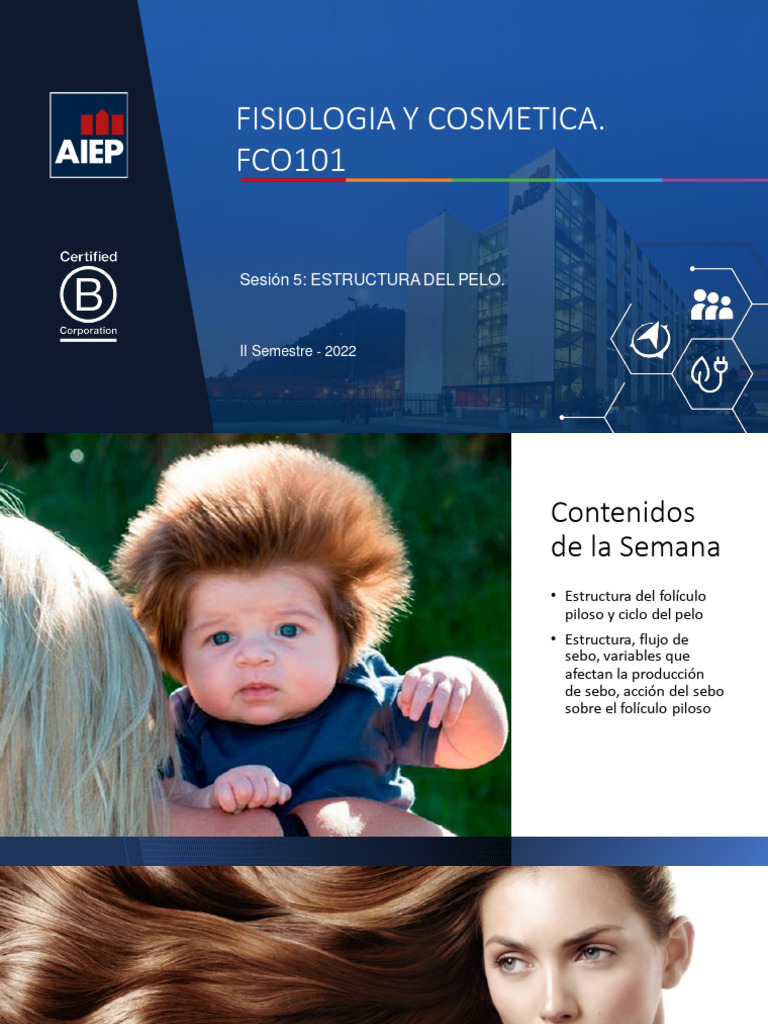 Estructura y Ciclo del Pelo Humano | PDF | Pelo | Sistema tegumentario