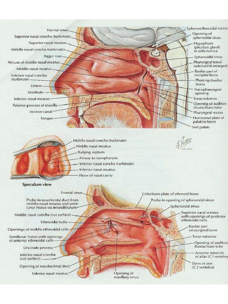 Anatomi Hidung | PDF