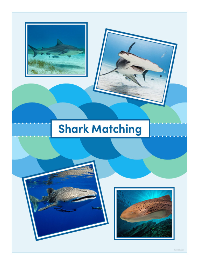 Shark Matching File Folder Activity For Special Education | PDF