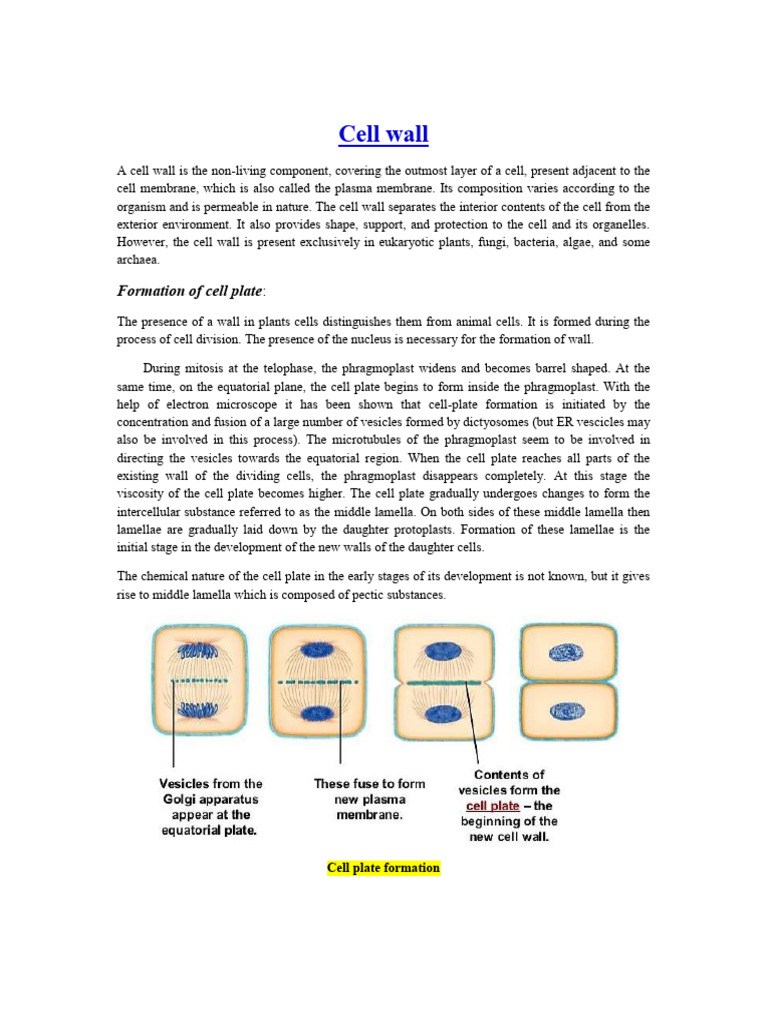 Plant Cell Wall | PDF