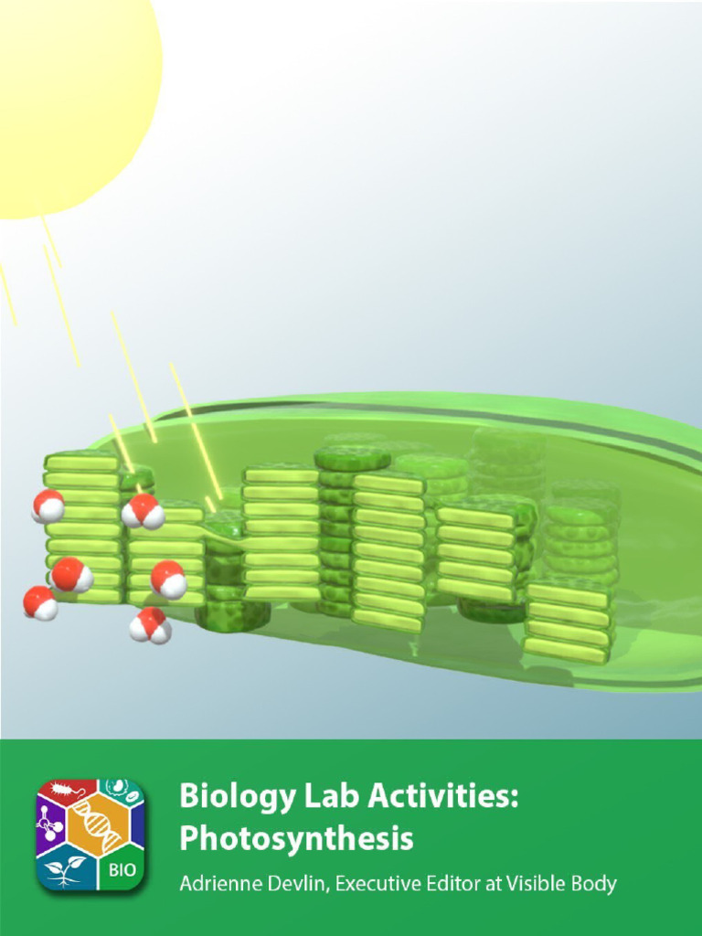 Photosynthesis Activity | PDF