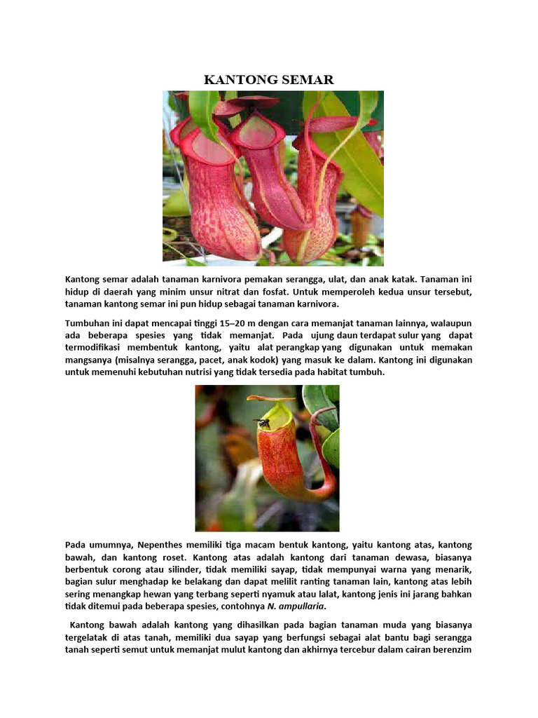 Morfologi dan Habitat Kantong Semar | PDF | Klasik
