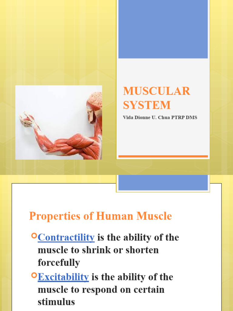 Muscular System | PDF | Skeletal Muscle | Muscle Contraction