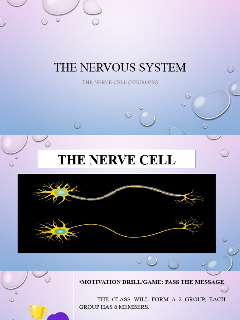 Nerve Cell | PDF