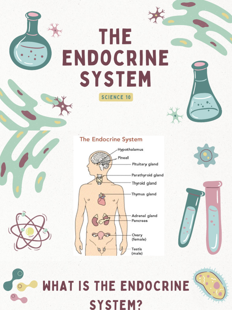Endocrine System | Download Free PDF | Hormone | Human Body