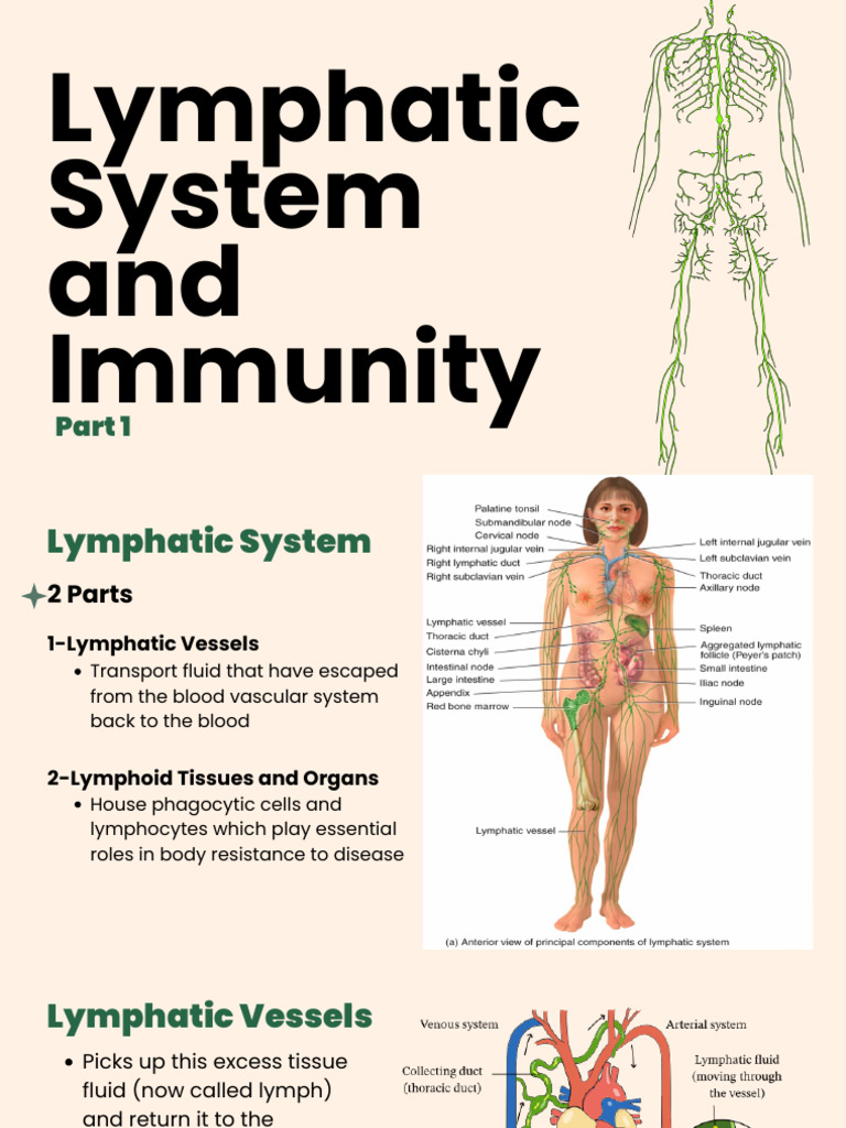 LYMPHATIC-SYSTEM-PART-1 | PDF
