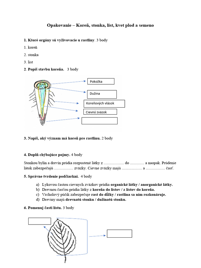 Opakovanie Koren, Stonka, List, Kvet, Plod A Semeno | PDF