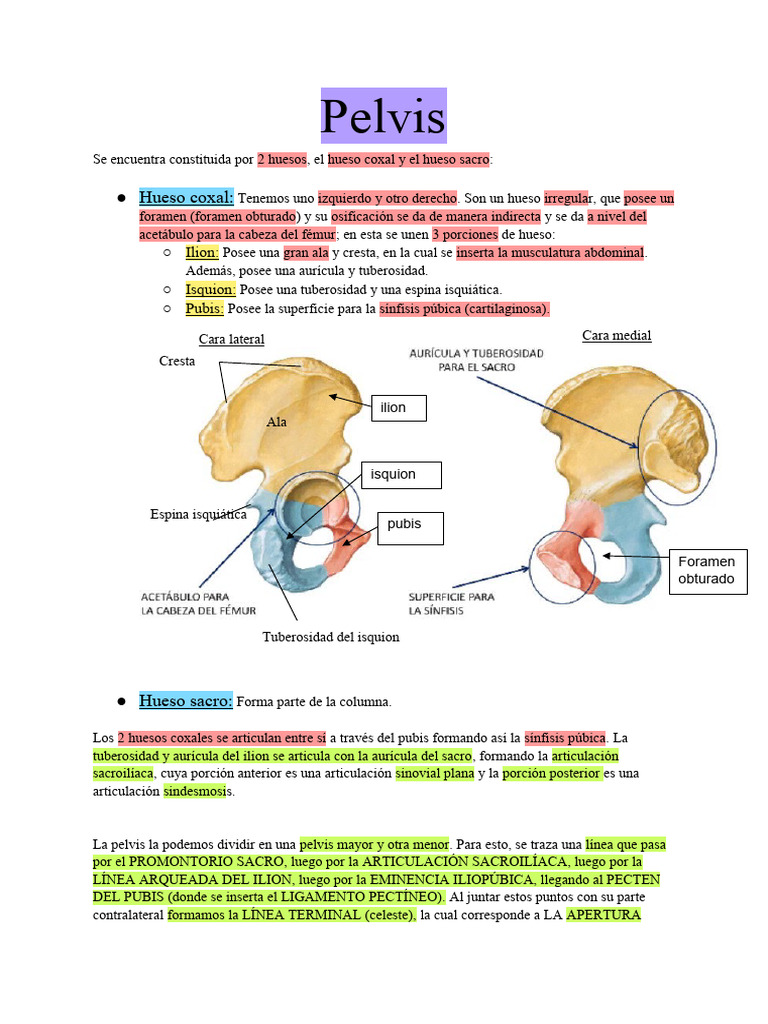 Pelvis | PDF | Pelvis | Sistema esquelético
