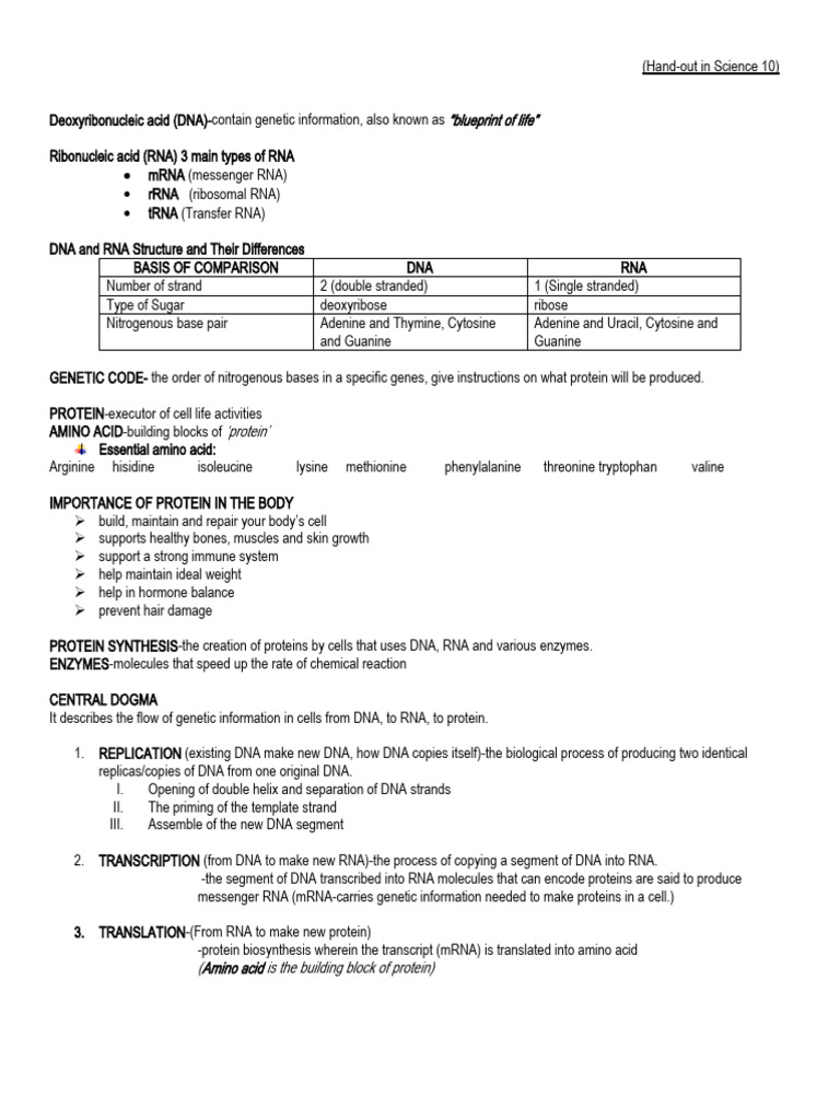 Handouts - DNA and RNA | PDF | Rna | Dna