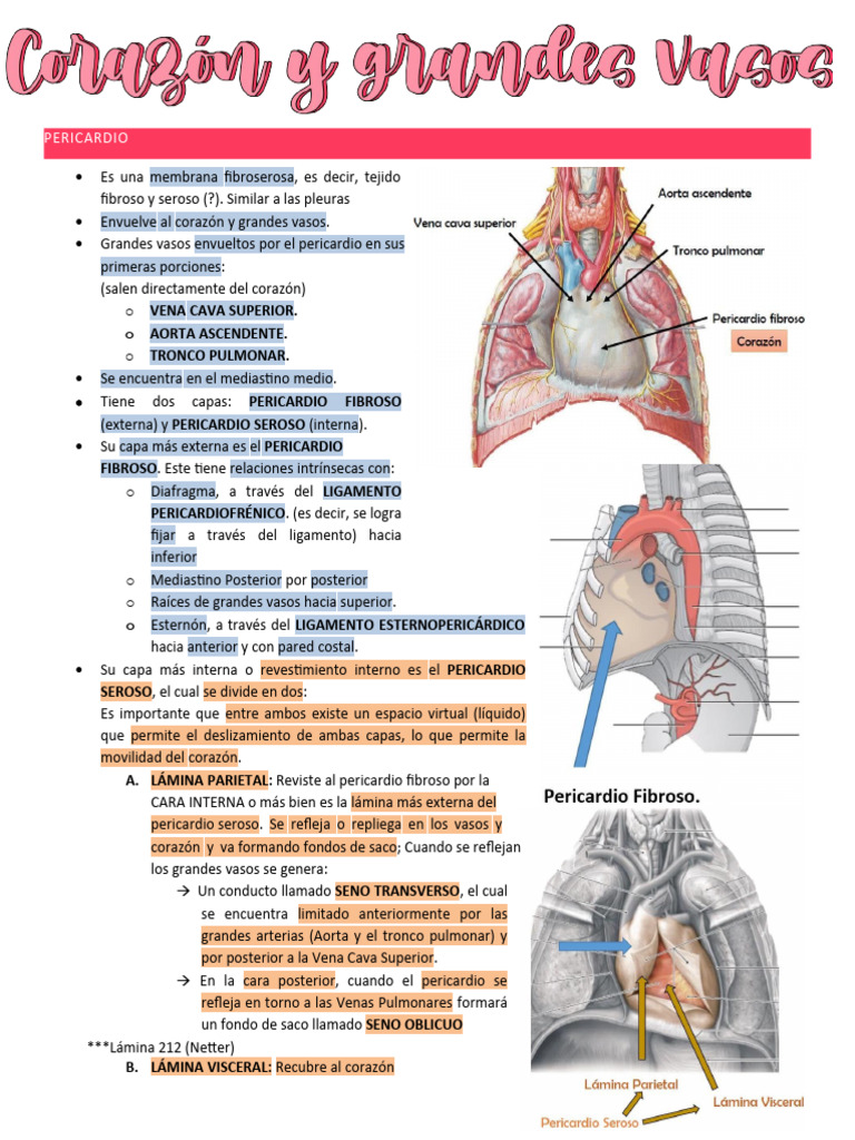 Corazón y Grandes Vasos | PDF | Corazón | Ventrículo (corazón)