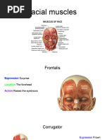 Facial Muscles Lateral View Diagram | PDF | Soft Tissue | Human Anatomy
