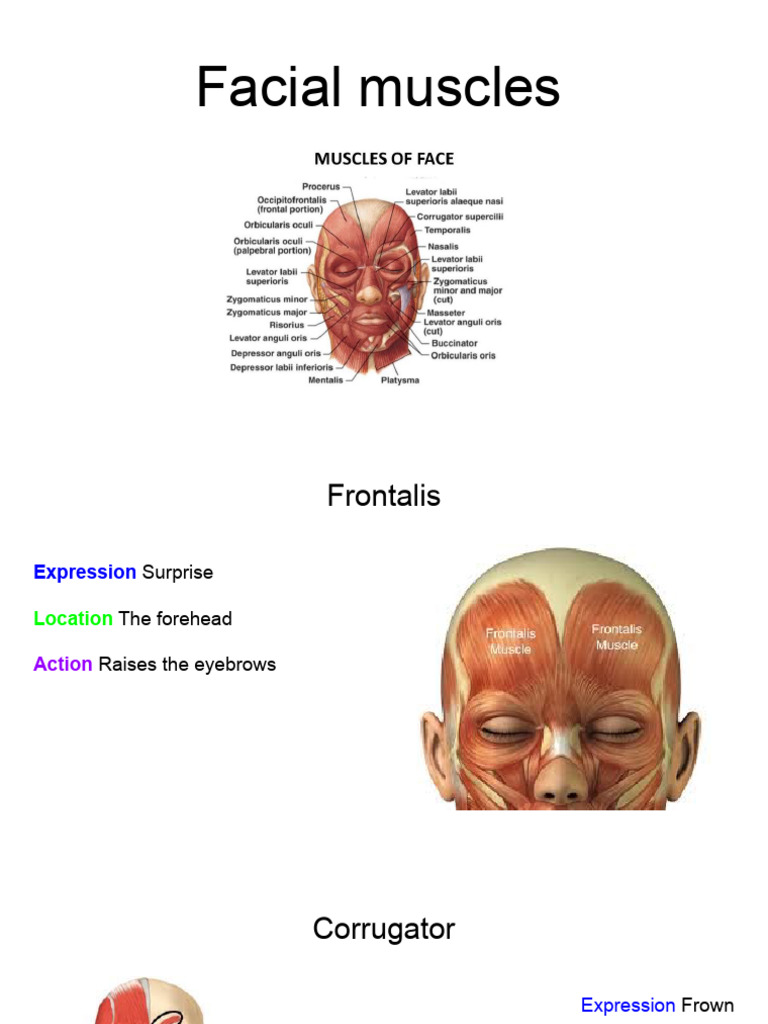 Facial Muscles | PDF | Lip | Facial Features