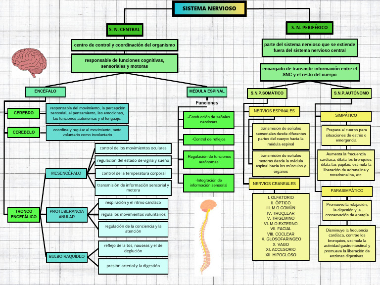 Mapa Sistema Nervioso | PDF | Sistema nervioso | Neurociencia