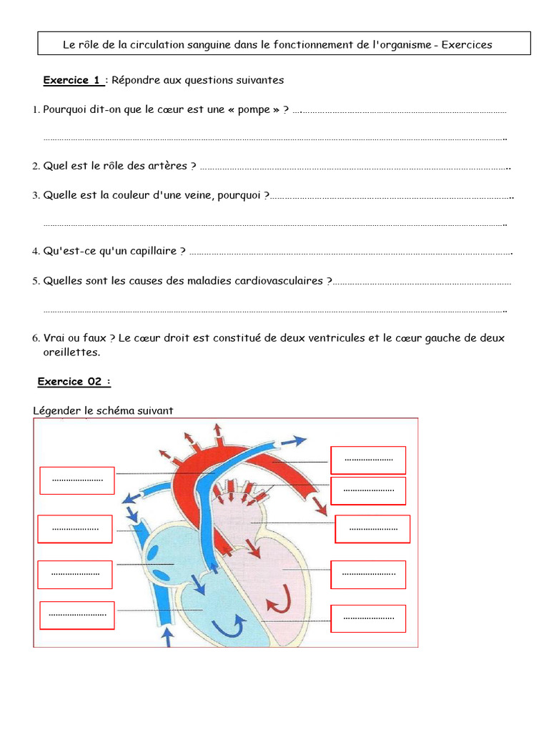exercices_circulation_sang | PDF