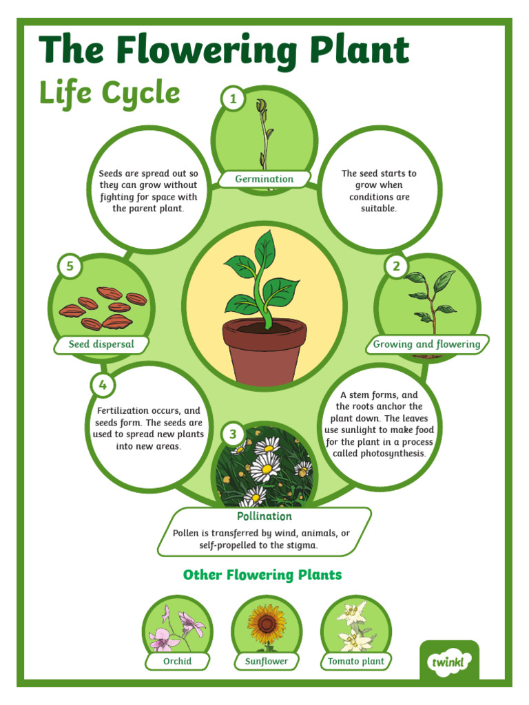 Color Life Cycle of A Plant Poster | PDF