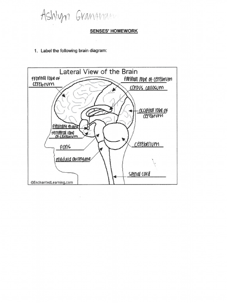 Senses Homework | PDF