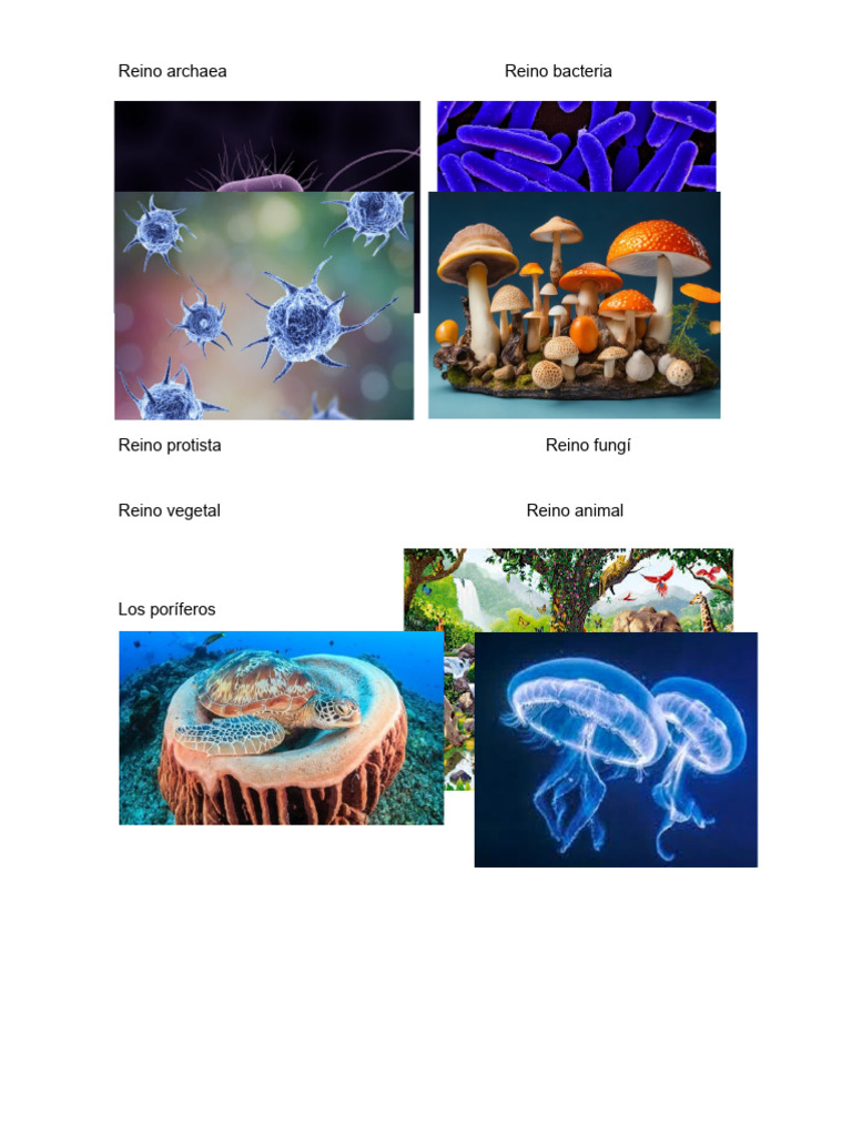 Clasificación del Reino Archaea | PDF | Hogar, jardinería y bricolaje ...