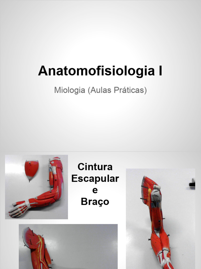 Músculos (Modelo) | PDF | Pélvis | Membros (anatomia)