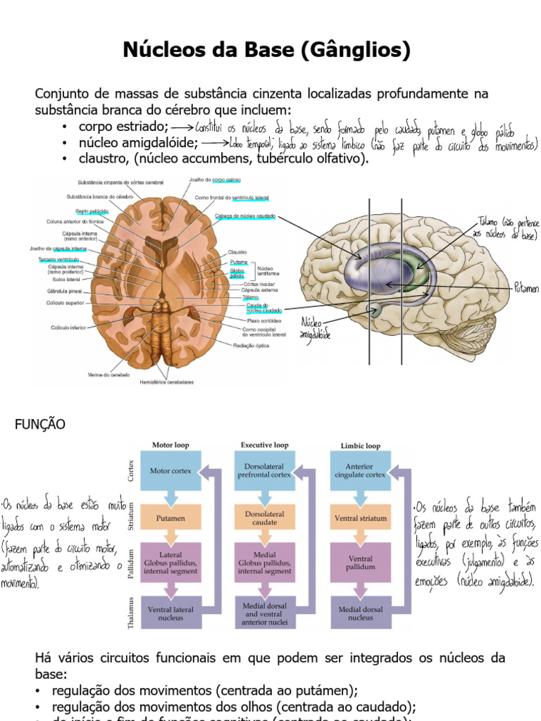 6 - Núcleos Da Base | PDF
