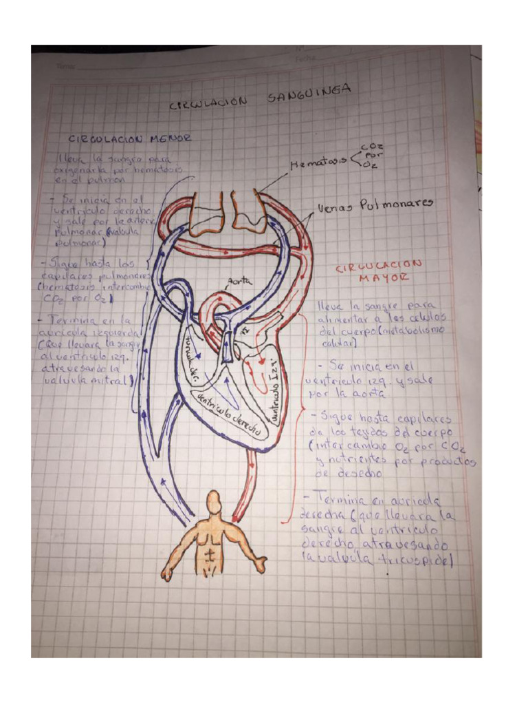 Aparato Cardiocirculatorio | PDF