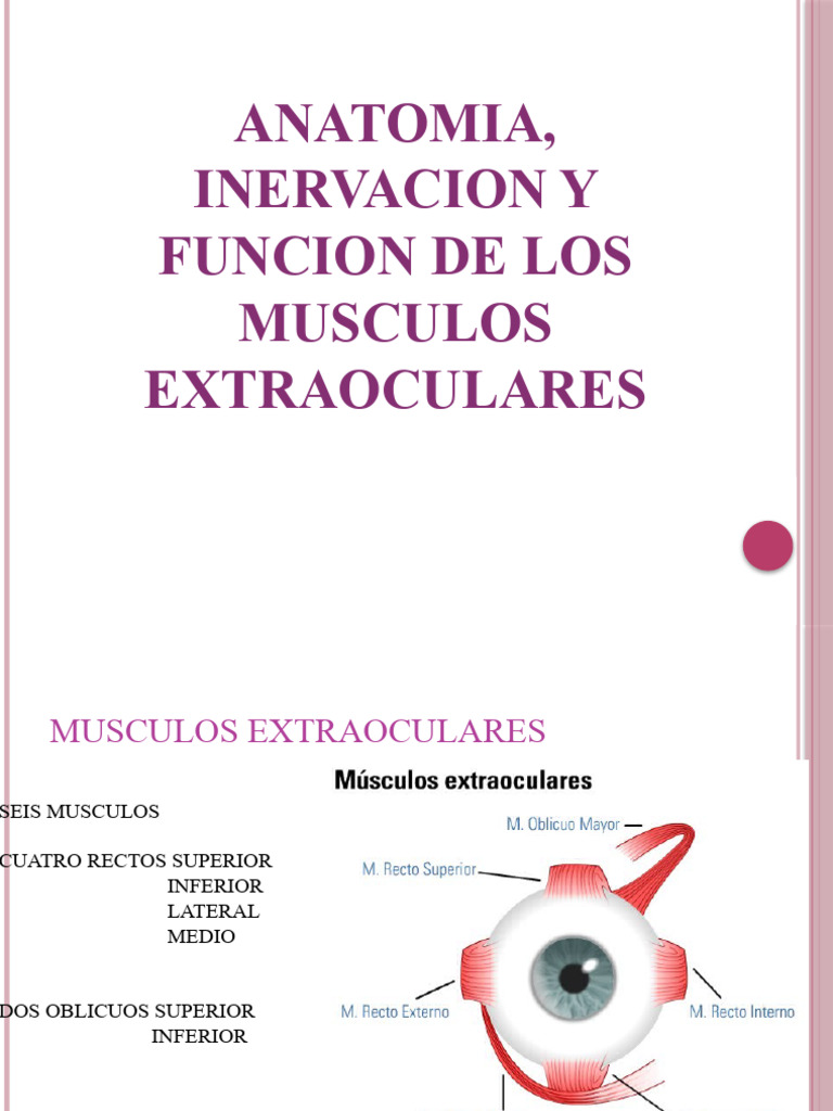 Anatomia, Inervacion y Funcion de Los Musculos | PDF
