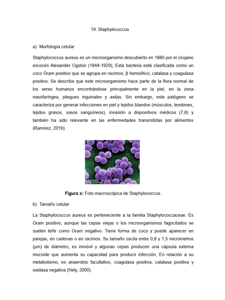 Staphylococcus | PDF